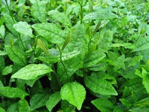 About Our Tea – Dr. Lee's Tea For Health – 710 EGCG Organic Green Tea